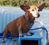 Oscar The Flying Weiner Dog @ The Animal Rescue Site
