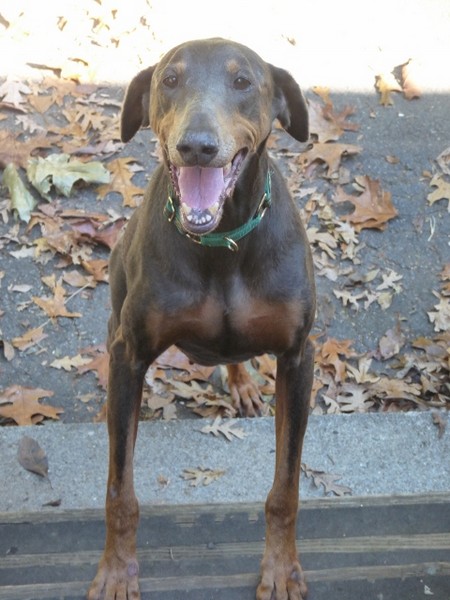 Do Dobermans Have Webbed Feet